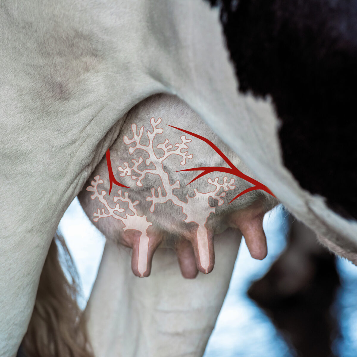 Wie kommt die Milch in das Euter? - jbs Blog